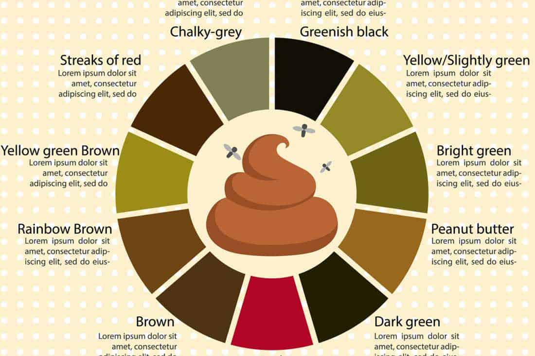 Poop Color Chart Adults