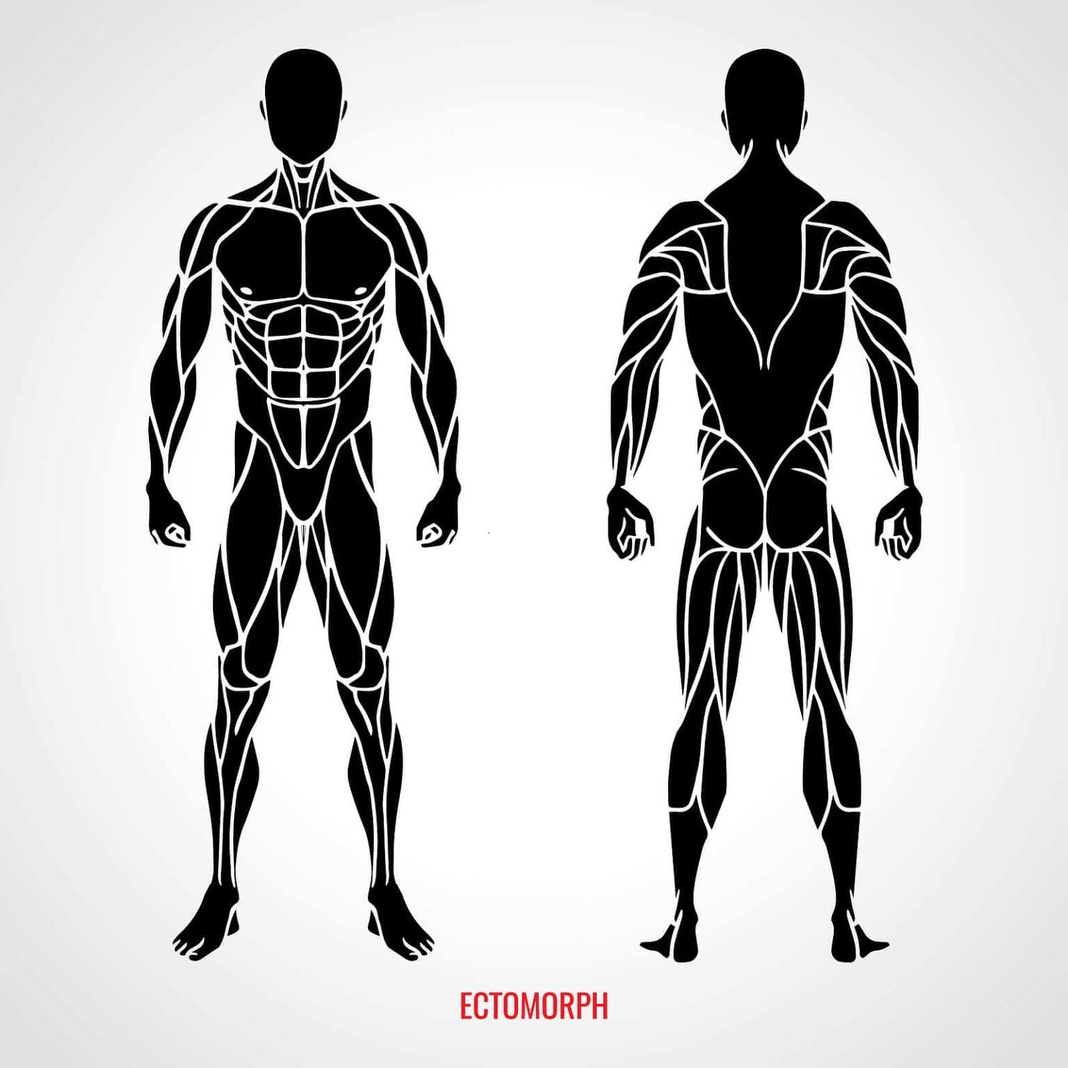 How to Eat & Workout for an Ectomorph Body Type? | Ezfit Singapore