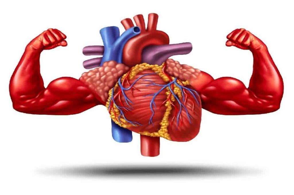 Heart Muscle Health | Ezfit Singapore